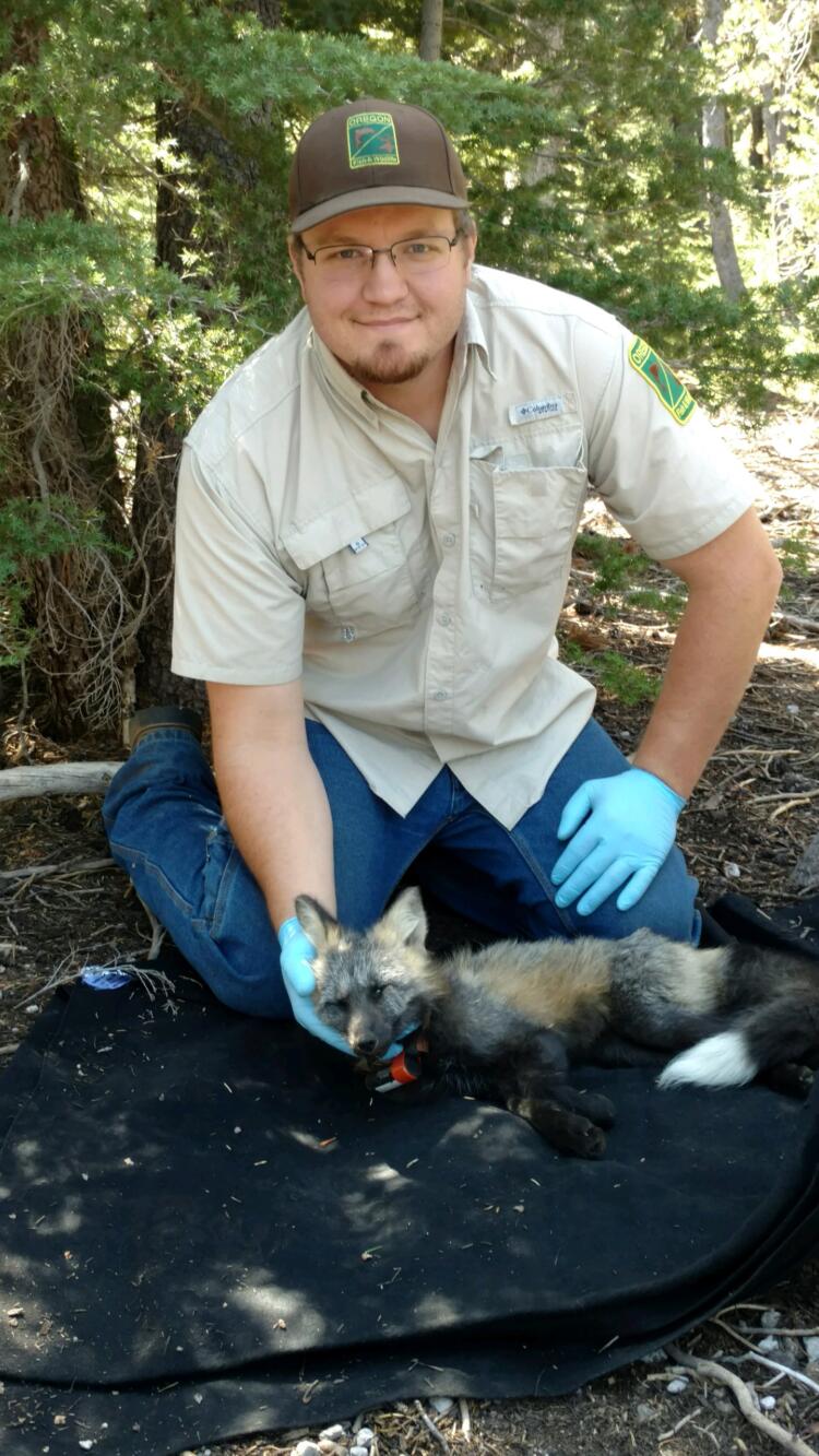 Strategy Spotlight: First Sierra Nevada red fox captured, radio ...