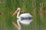 American White Pelican – State Wildlife Action Plan