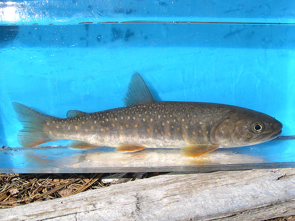 Bull Trout – State Wildlife Action Plan