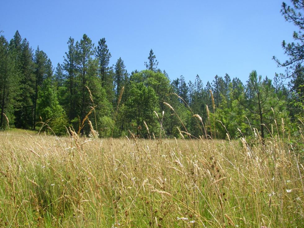 Calapooia River – State Wildlife Action Plan
