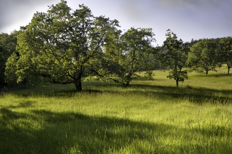 Coburg Ridge – Oregon Conservation Strategy