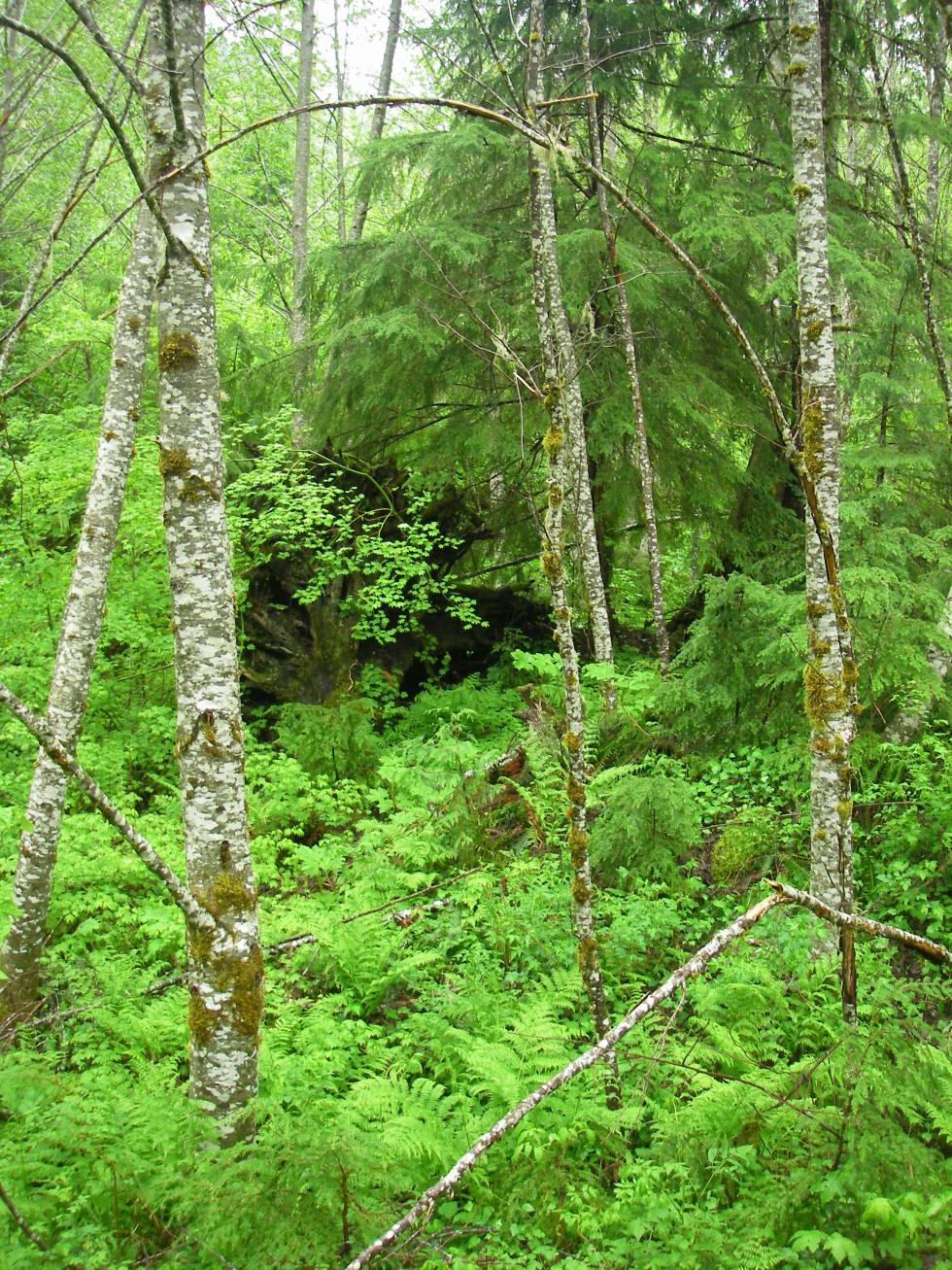 Quartzville Creek Area – State Wildlife Action Plan