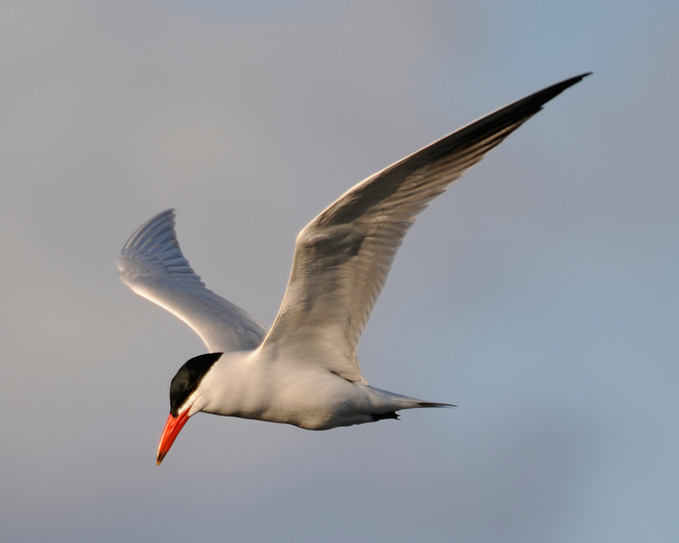 Caspian Tern – State Wildlife Action Plan
