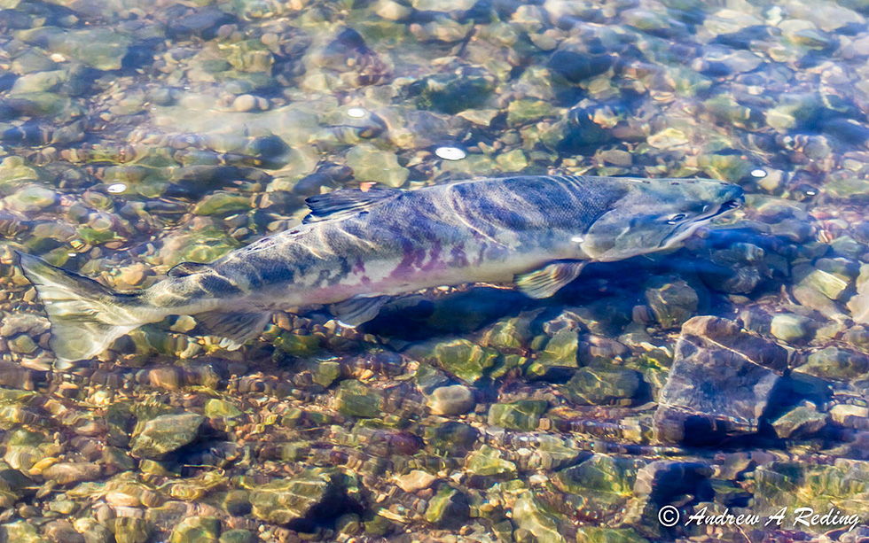 Chum Salmon – State Wildlife Action Plan