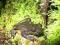 Coastal Tailed Frog – State Wildlife Action Plan