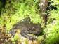 Coastal Tailed Frog – State Wildlife Action Plan