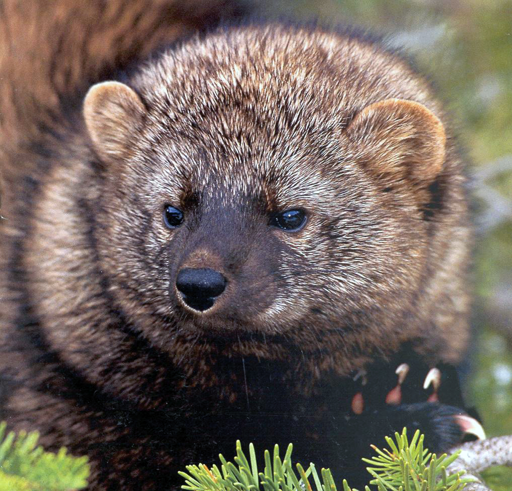 Pacific Fisher – State Wildlife Action Plan