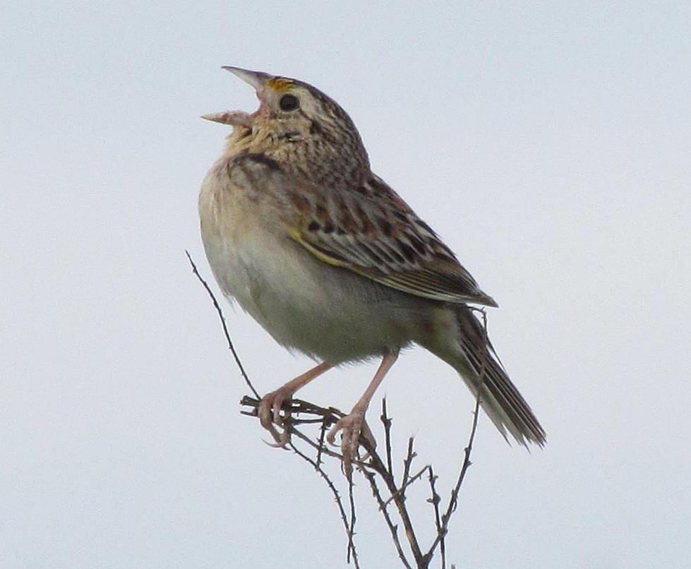 Western Grasshopper Sparrow – State Wildlife Action Plan
