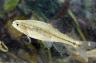 Oregon Chub – State Wildlife Action Plan
