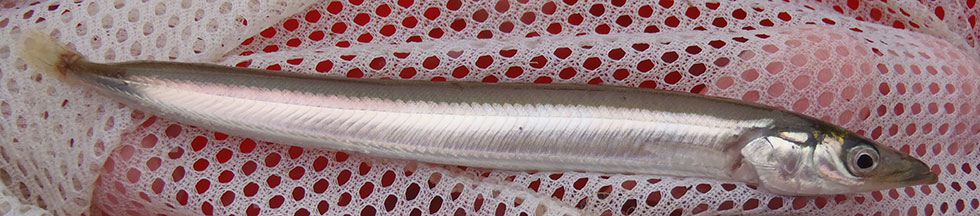 Pacific sand lance – State Wildlife Action Plan