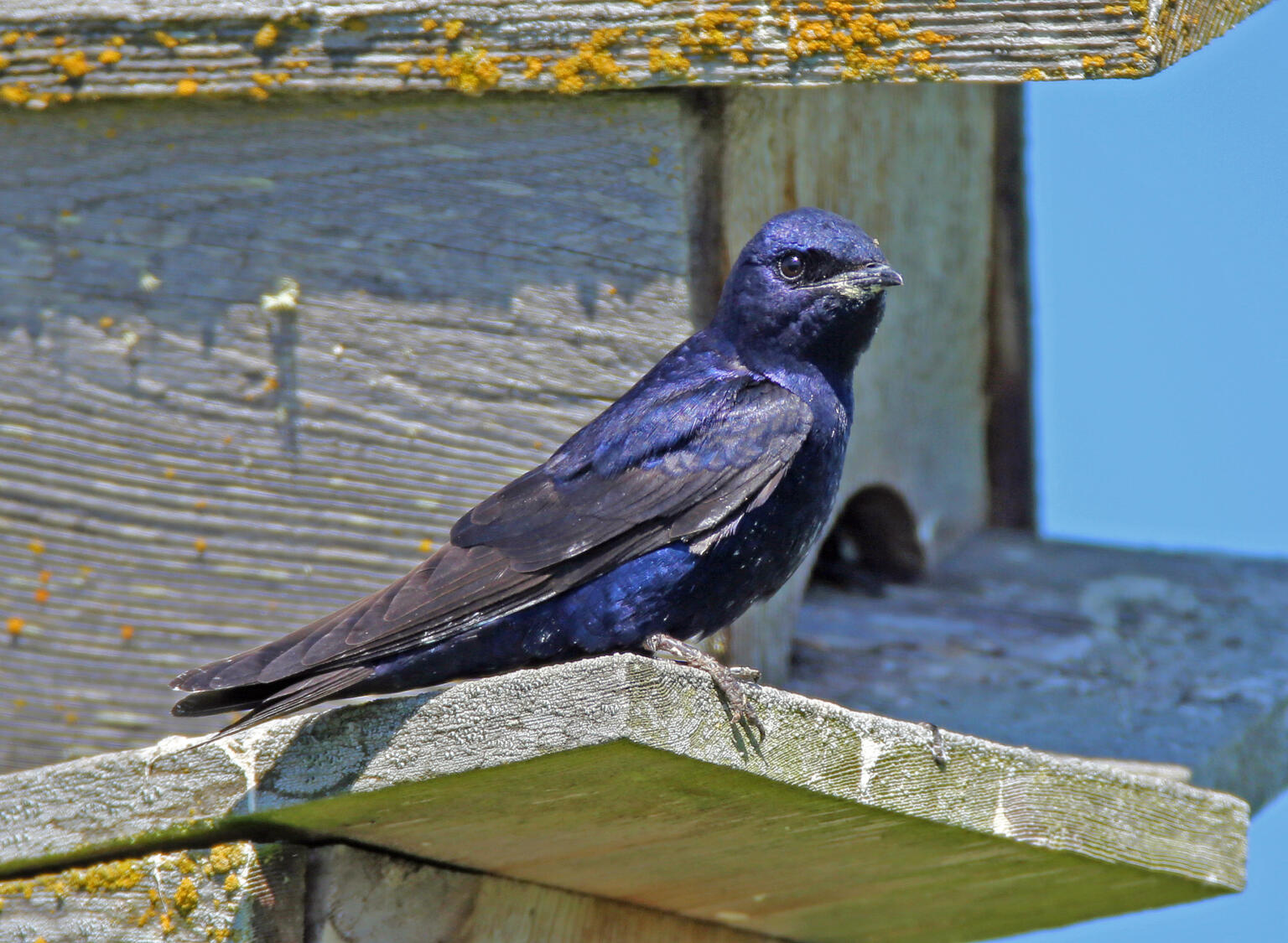 Western Purple Martin – State Wildlife Action Plan