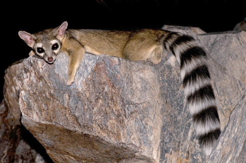 Ringtail – State Wildlife Action Plan