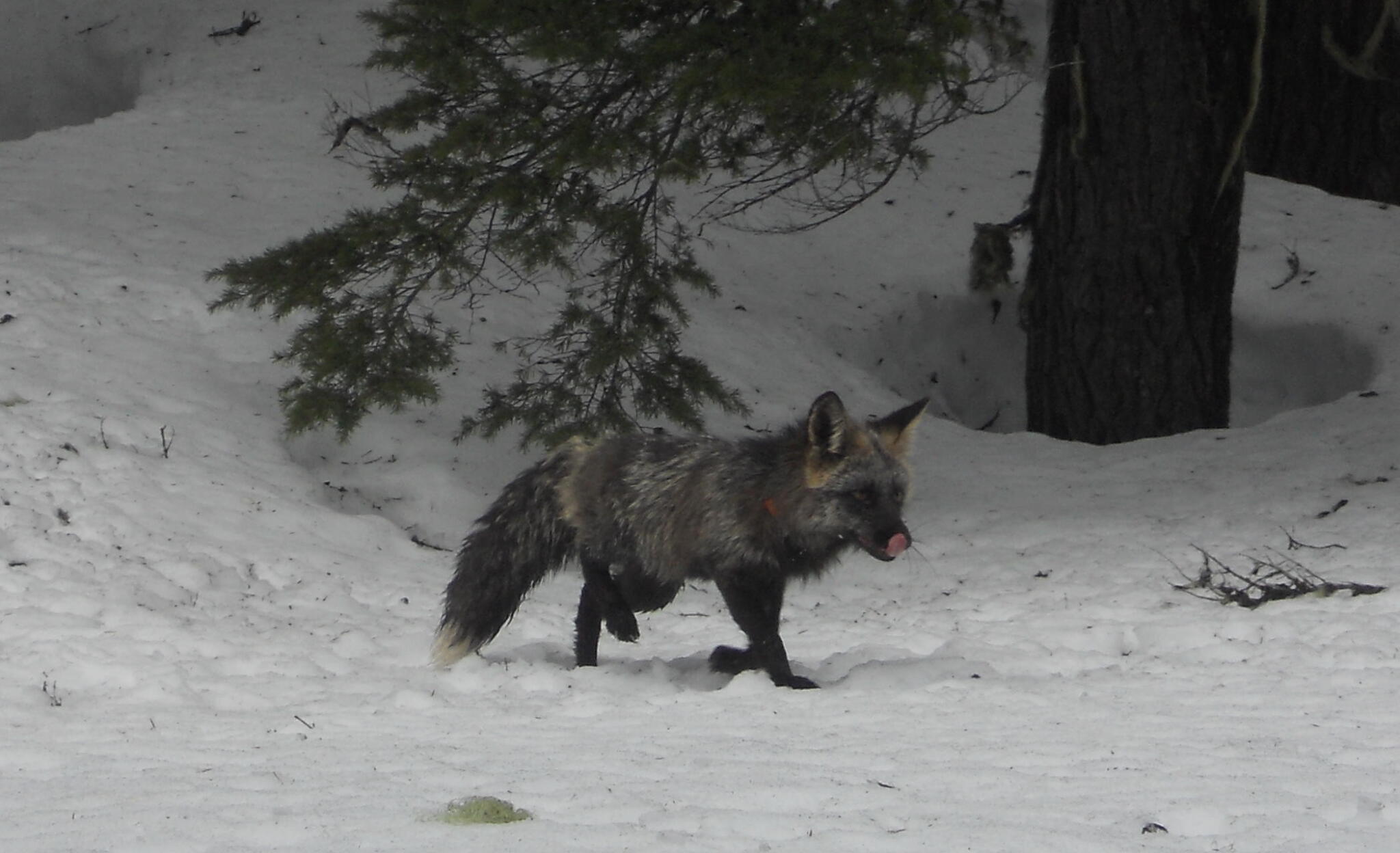 Strategy Spotlight: First Sierra Nevada red fox captured, radio ...