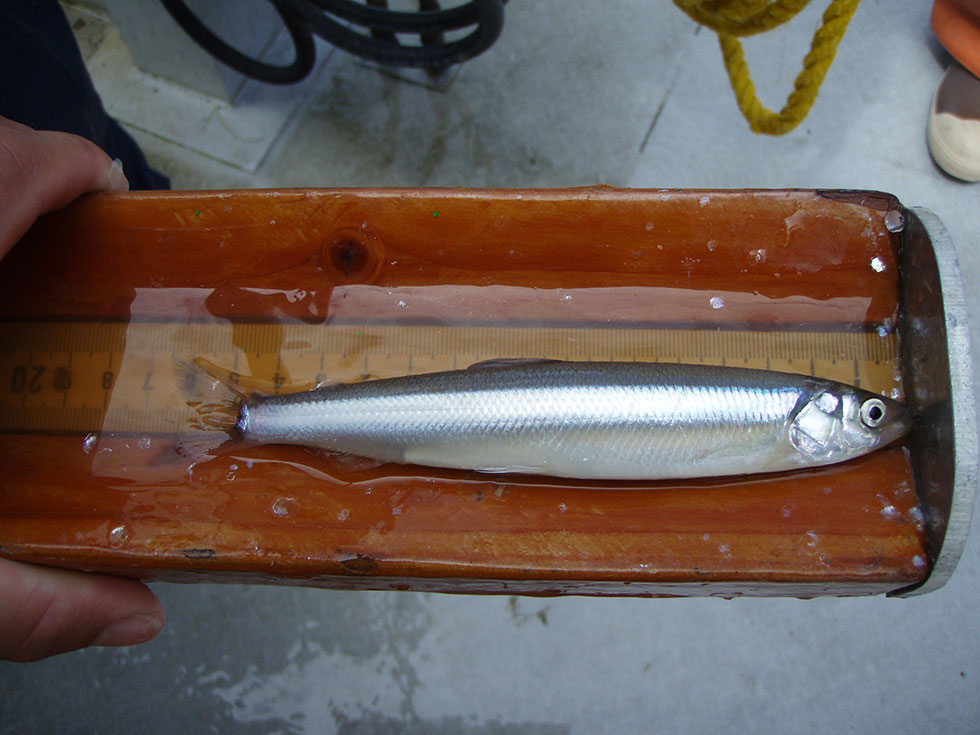 Surf smelt – State Wildlife Action Plan
