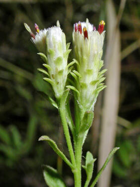 White-topped aster – State Wildlife Action Plan