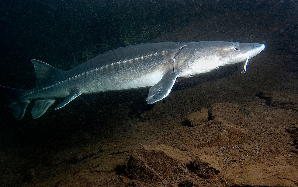White Sturgeon – State Wildlife Action Plan