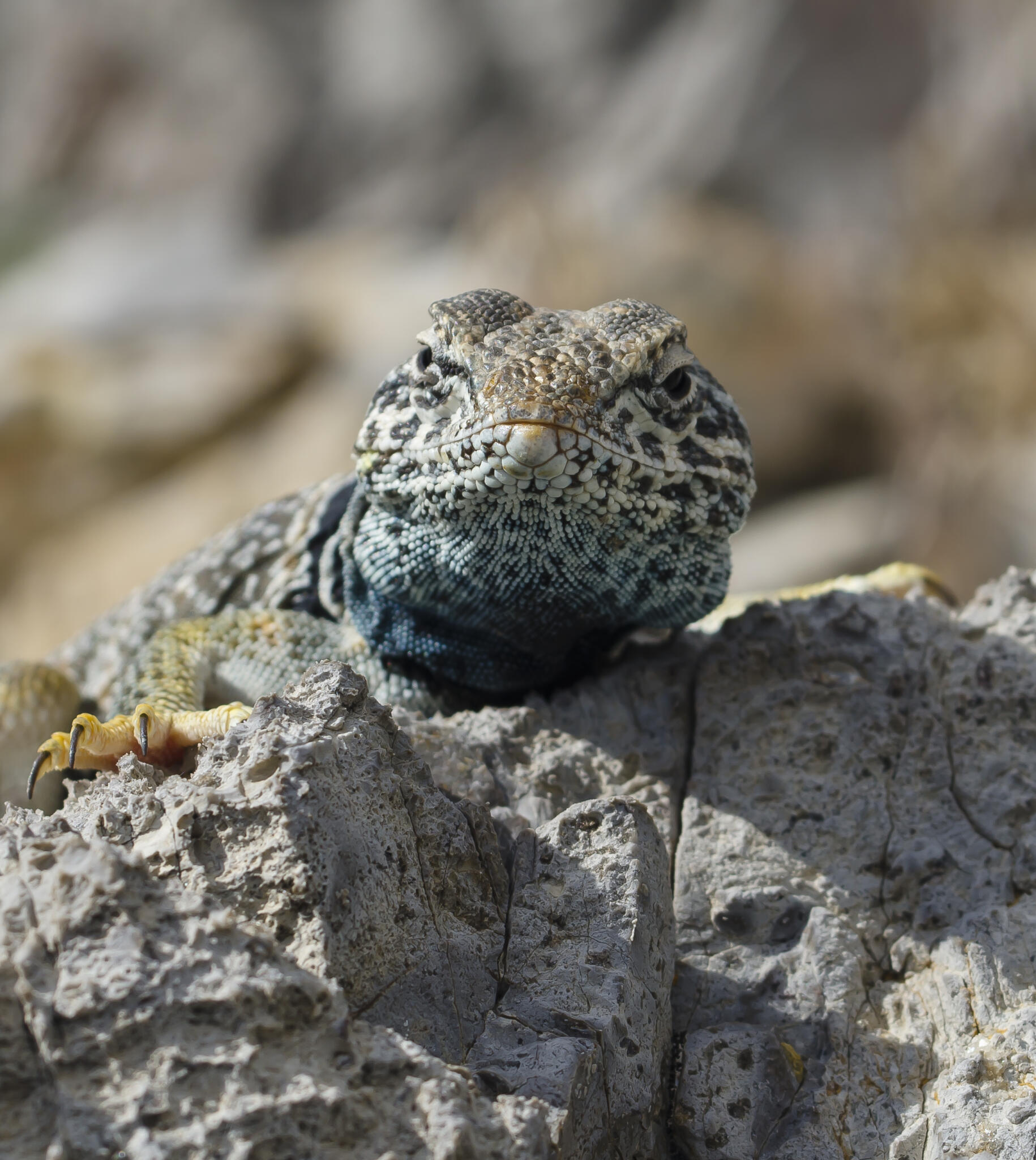 Great Basin Collared Lizard – State Wildlife Action Plan