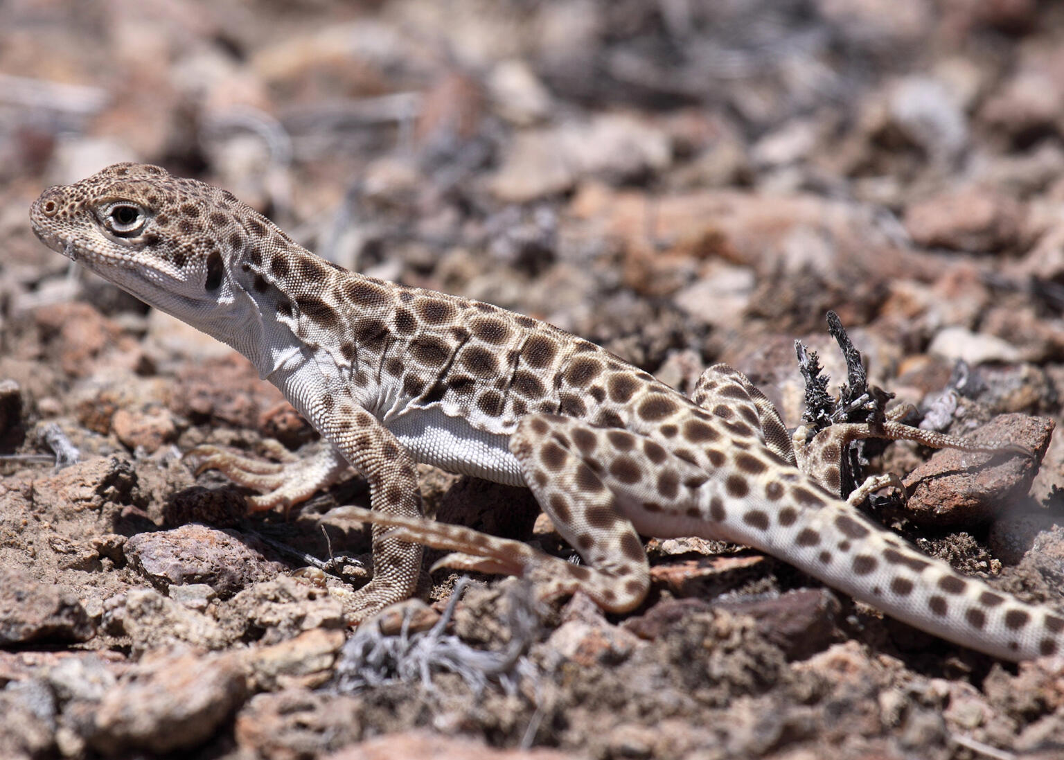 Long-nosed Leopard Lizard – State Wildlife Action Plan