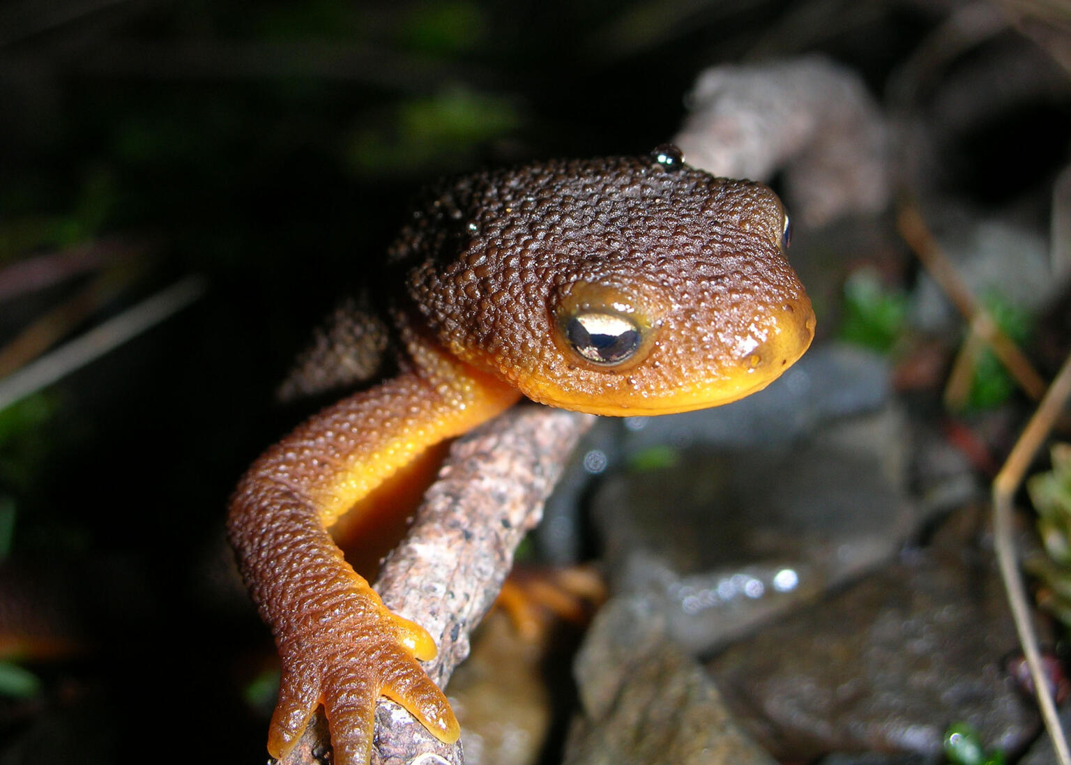 Mazama (Crater Lake) Newt – State Wildlife Action Plan